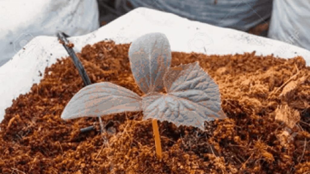 Sabut Kelapa untuk Media Tanam dan Cara Pemanfaatnya